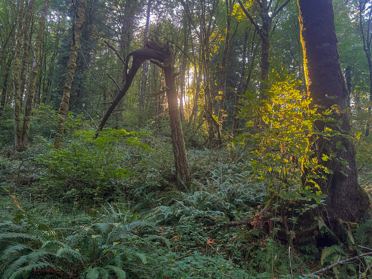 Mount Talbert Natural Area Hike Image