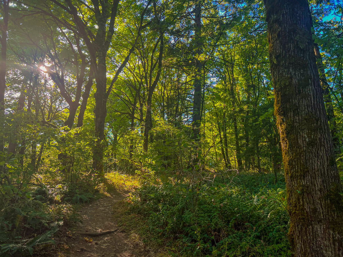 Mount Talbert Natural Area Hike Image