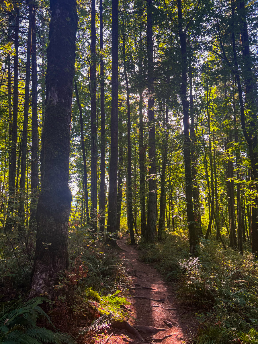 Mount Talbert Natural Area Hike Image